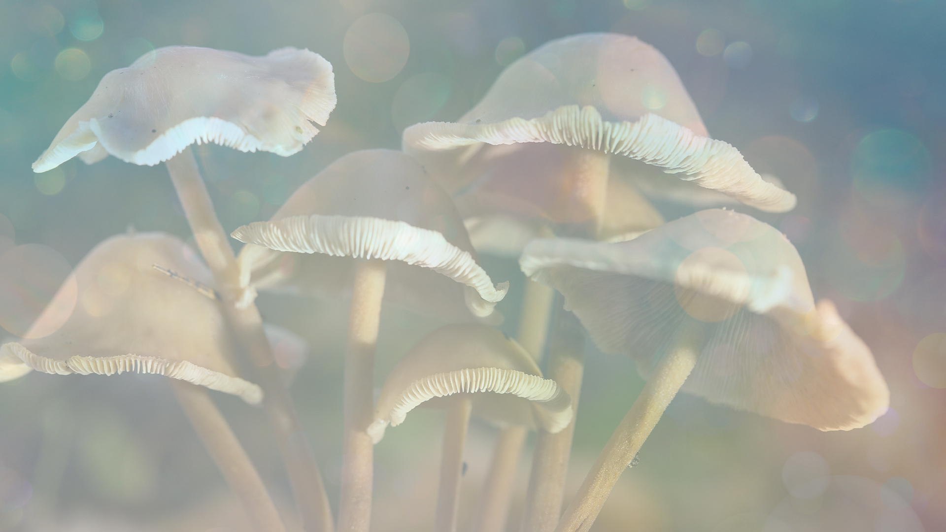 Psilocybes - SATO Picardie